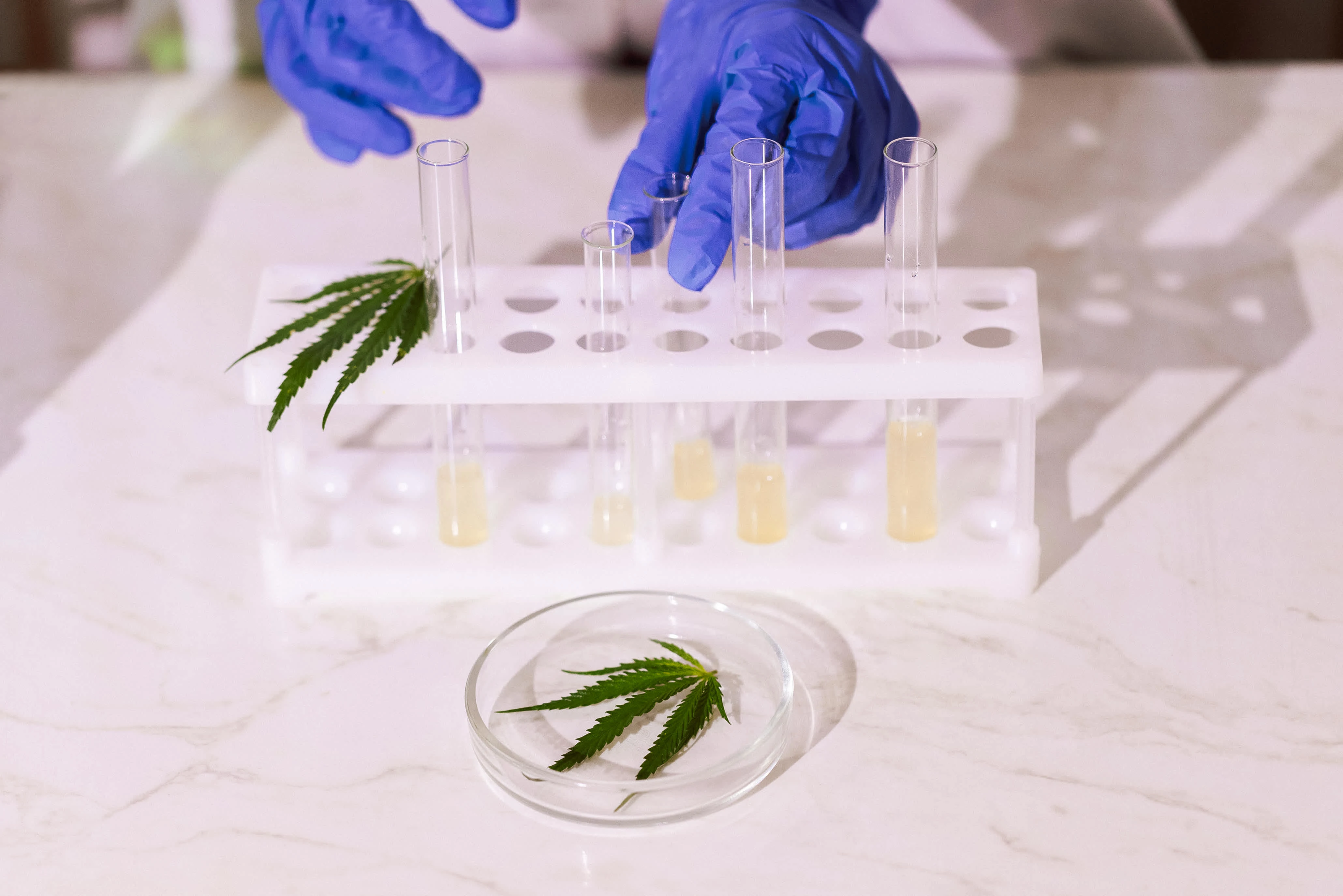 What Tests Do Police Use for Marijuana DUI? | Arizona Weed DUI Guide ...